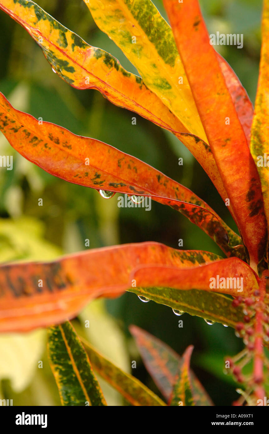 Red Orange tropical leaves, Balinese garden shrubbery Bali Indonesia ...
