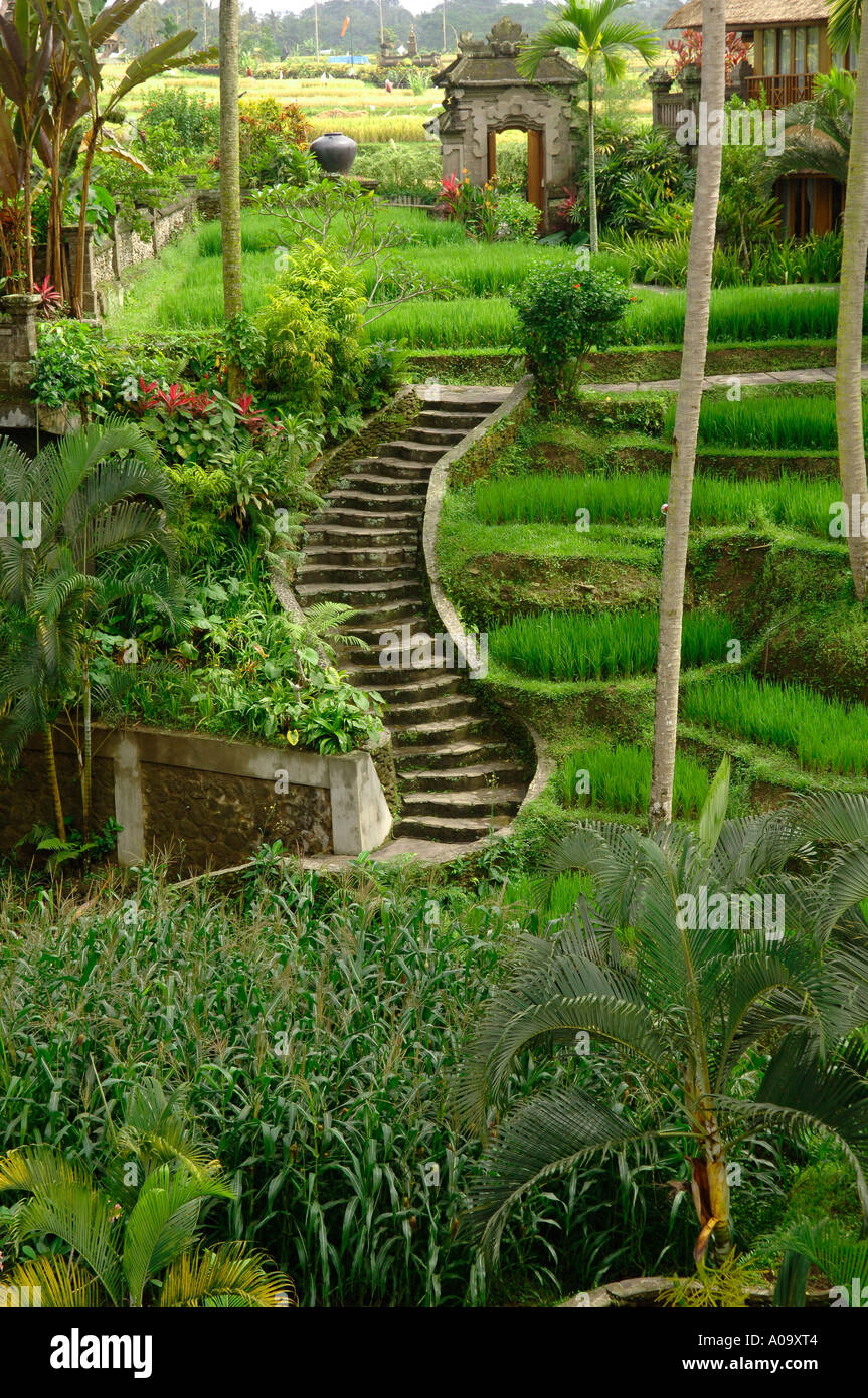 Steps and rice terraces in a Balinese garden, Ubud, Bali Indonesia ...