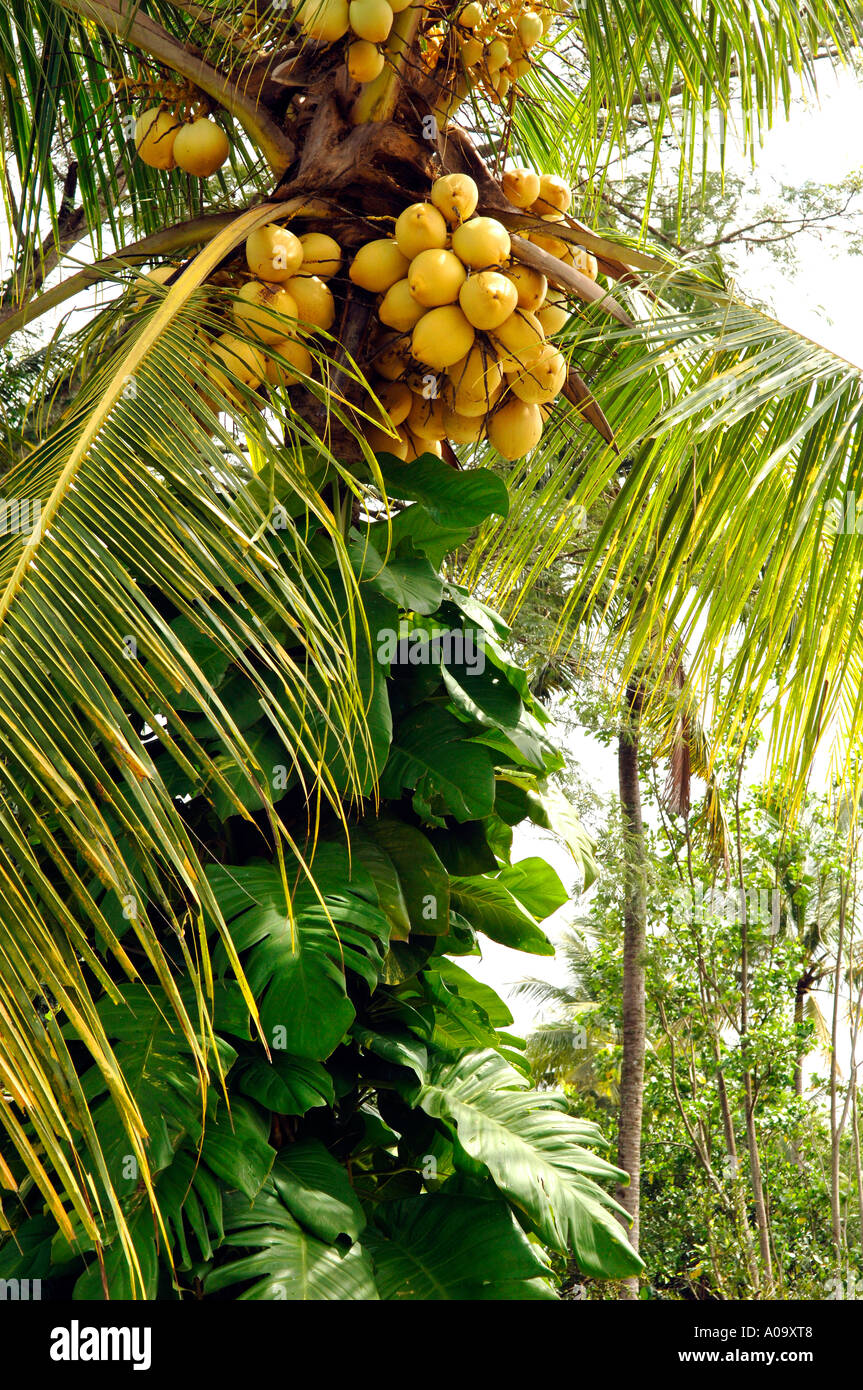 Coconuts on palm tree, Bali Indonesia Stock Photo - Alamy