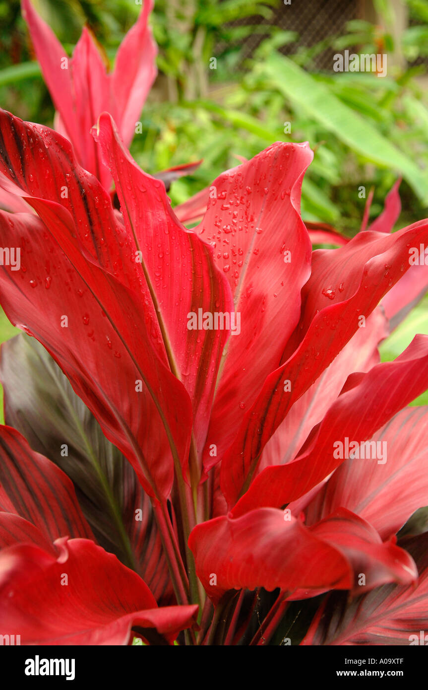 Red Orange tropical leaves, Balinese garden shrubbery Bali Indonesia ...