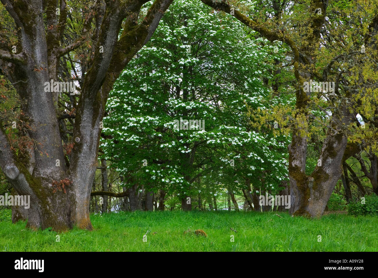 Oregon oak tree and blooming dogwood Oregon Stock Photo - Alamy