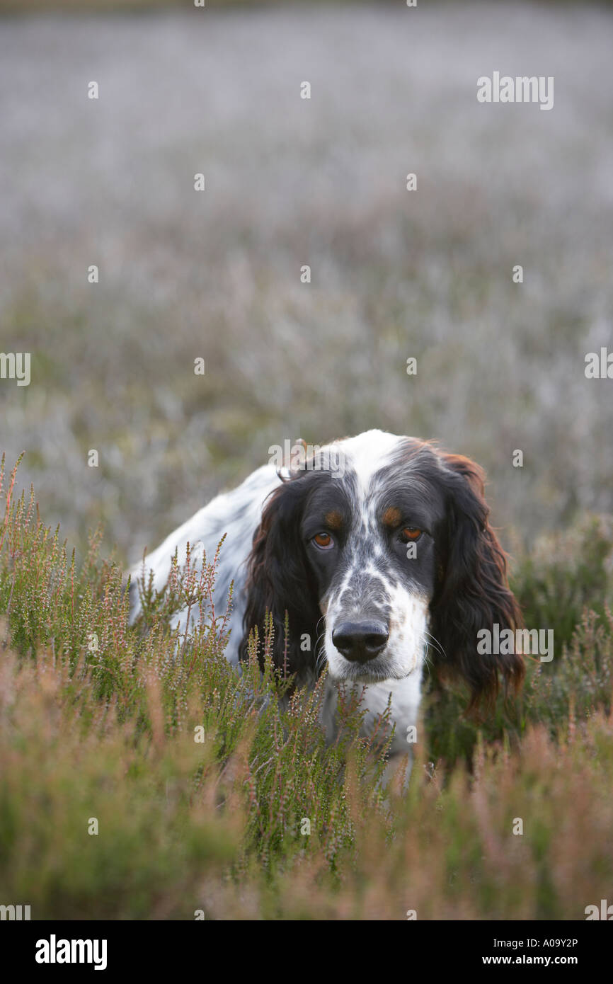 English Setter On Point Hunting High Resolution Stock Photography and ...