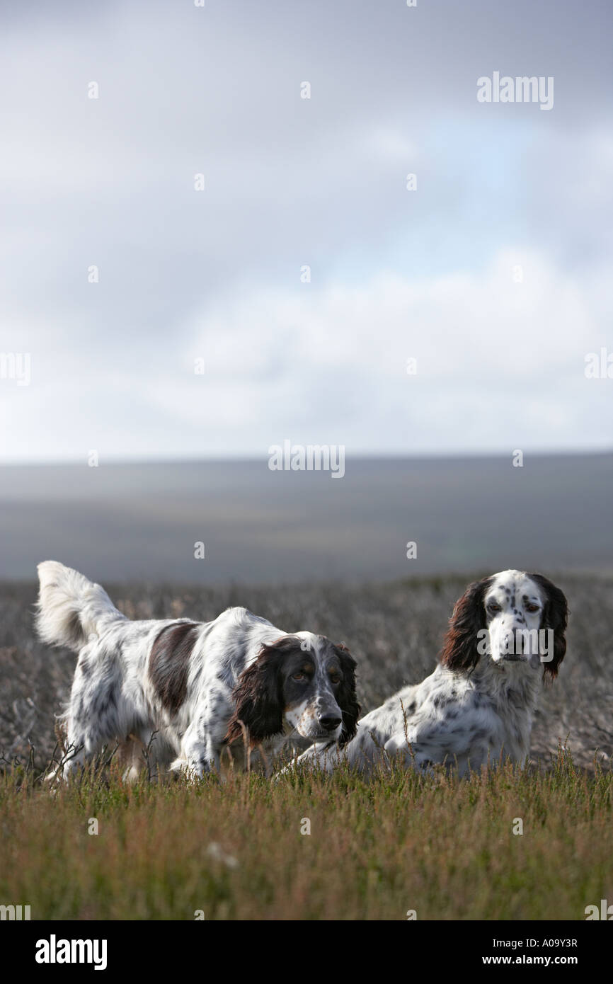 English Setter Pointing Drawing