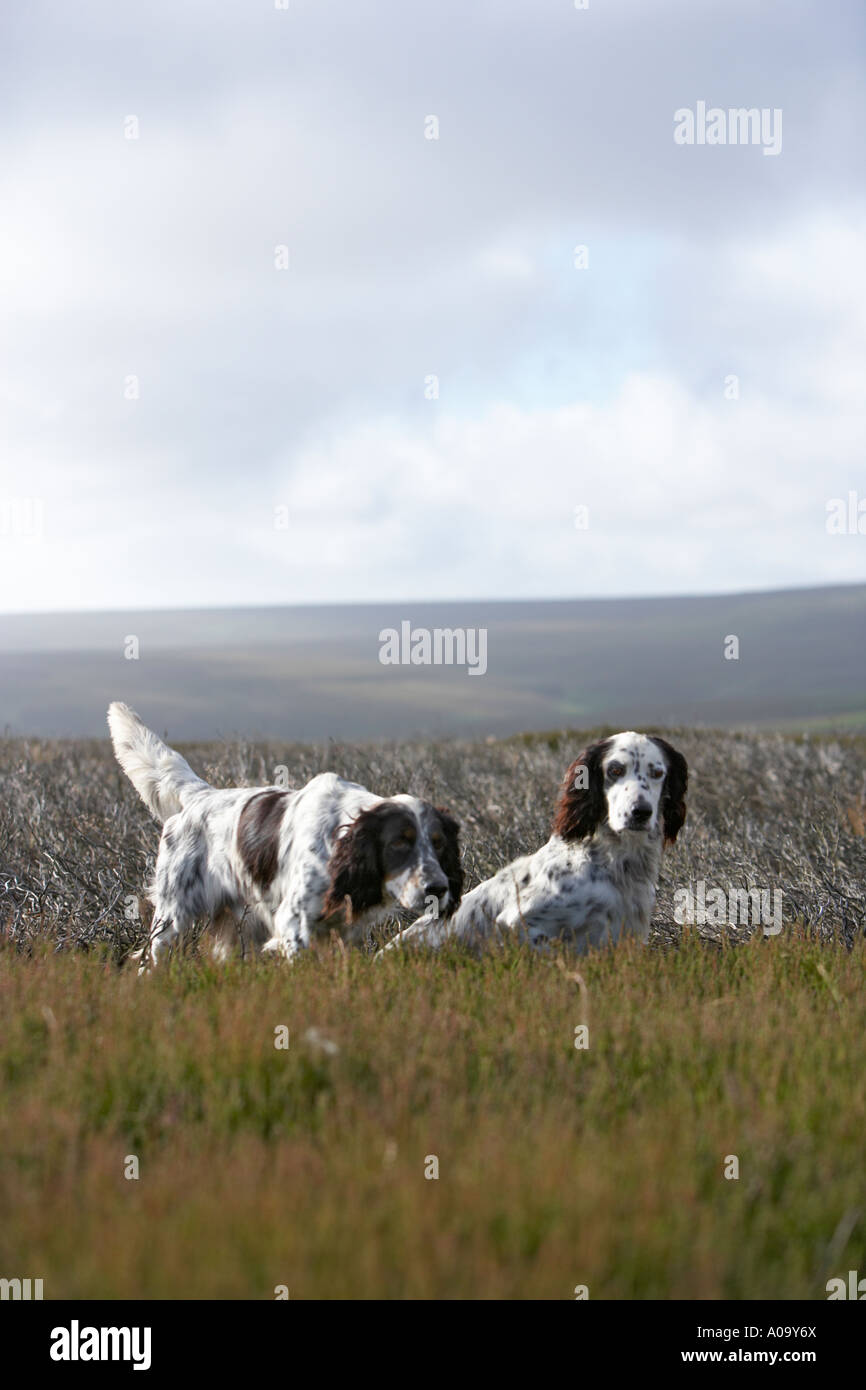 English setter on point hunting hi-res stock photography and images - Alamy