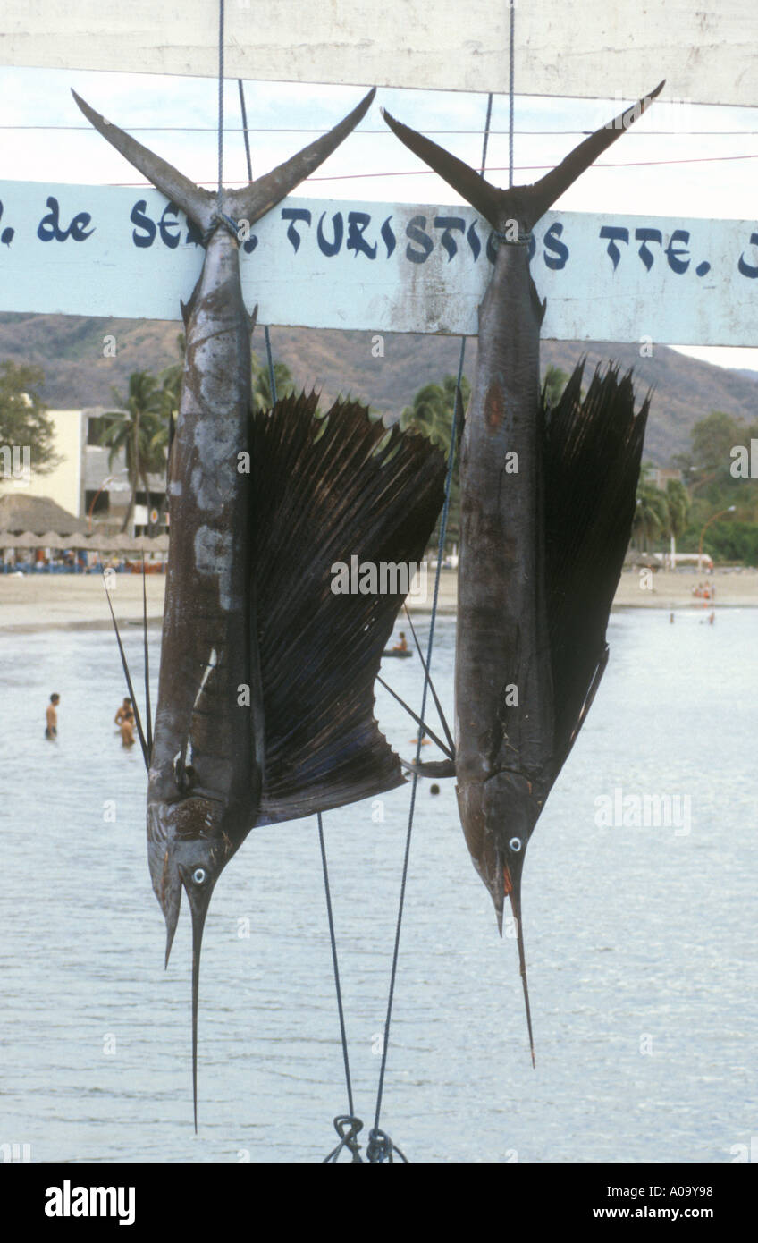 Sailfish catch, Zihuatenejo,Mexico Stock Photo - Alamy