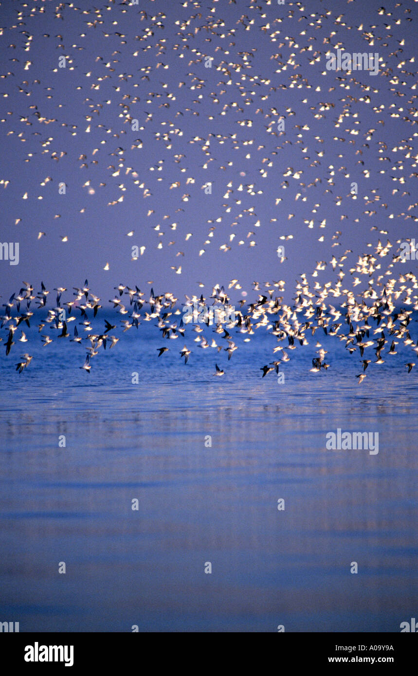 Large flocks of waders in flight Stock Photo - Alamy