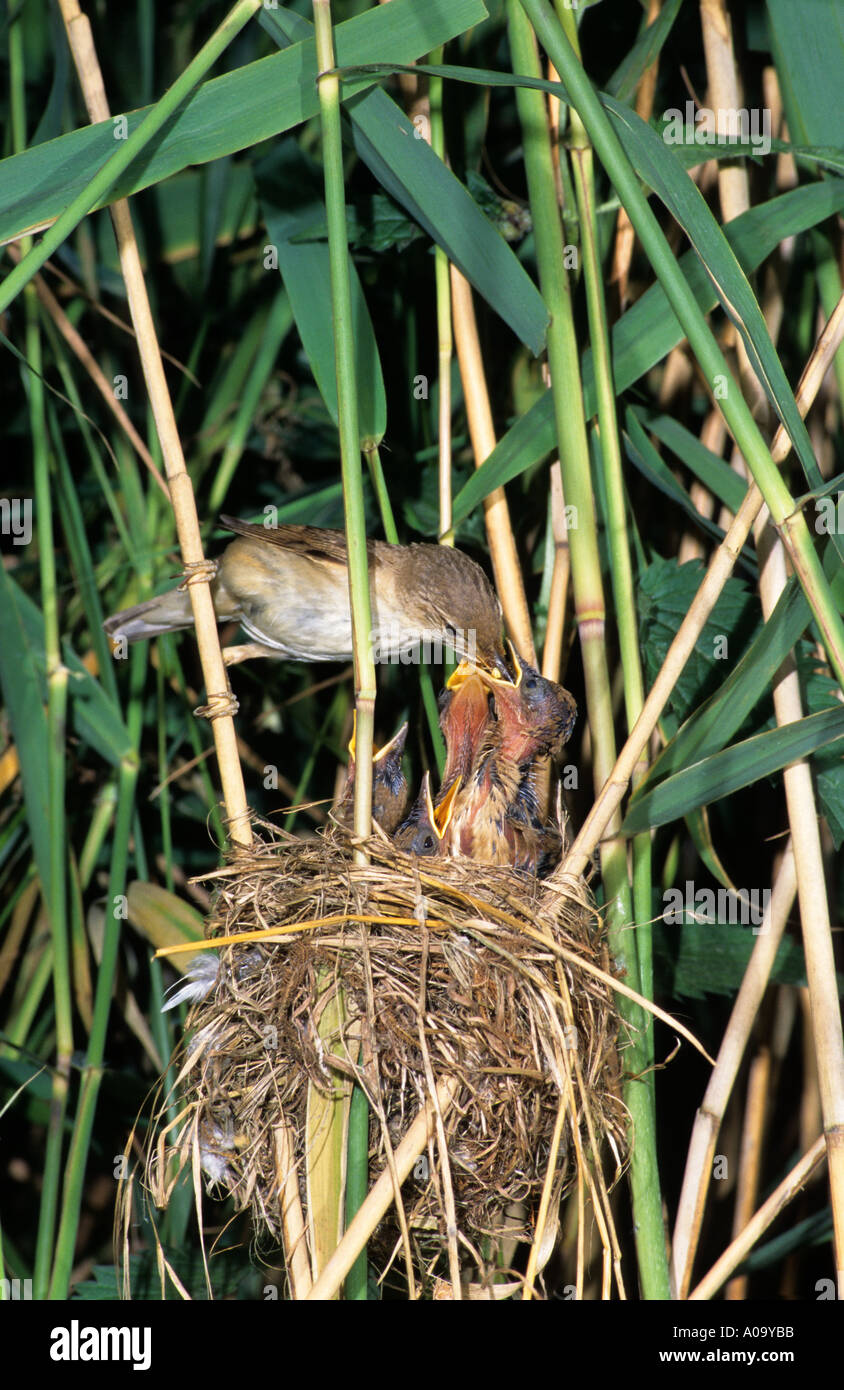 Reed Warbler ( Acrocephalus scirpaceus) feeding chicks at its nest in ...