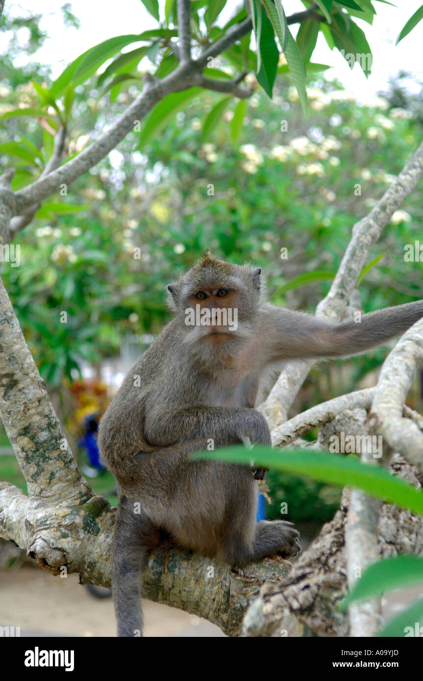 Balinese Macaque, monkey, ape Stock Photo - Alamy