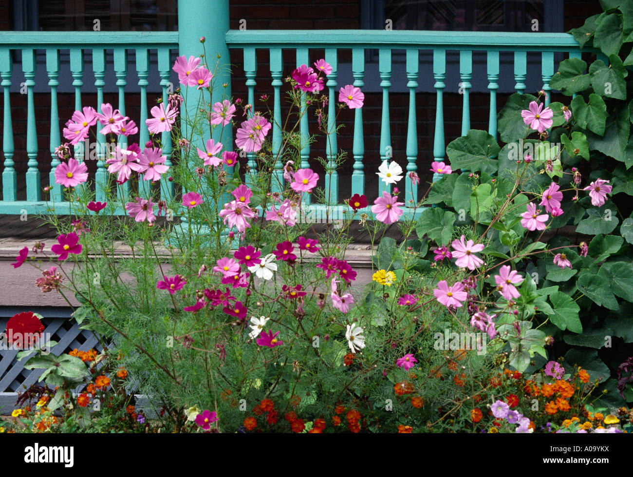 New cosmos plant hi-res stock photography and images - Alamy