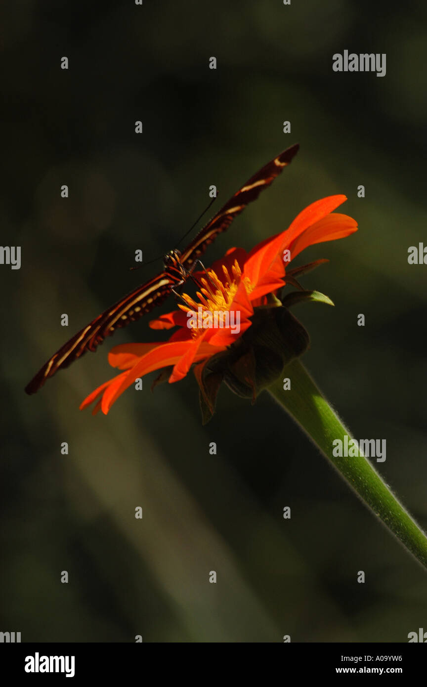 Vertical butterfly photo hi-res stock photography and images - Alamy