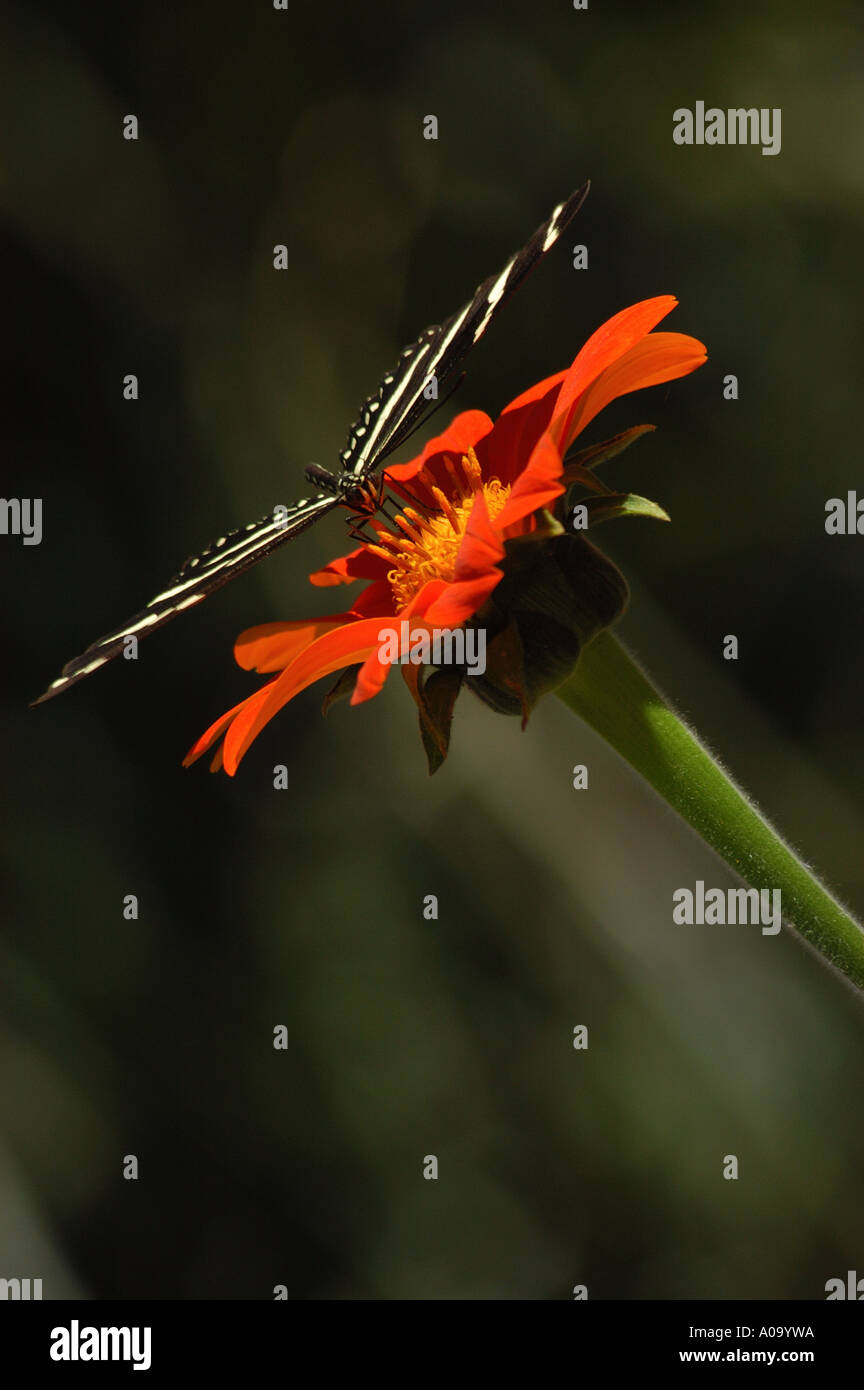 Vertical butterfly photo hi-res stock photography and images - Alamy