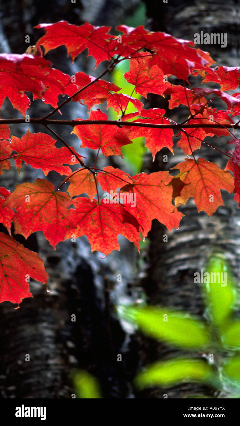 FALL COLORS in deciduous FOREST MICHIGAN Stock Photo - Alamy