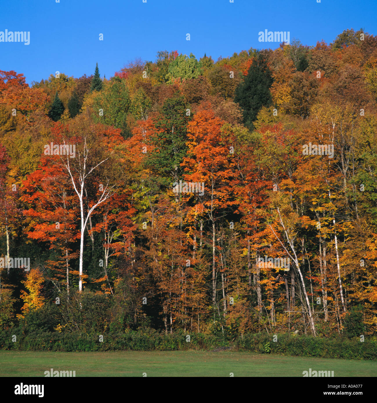 Trees changing color in the Fall in Vermont USA Stock Photo - Alamy