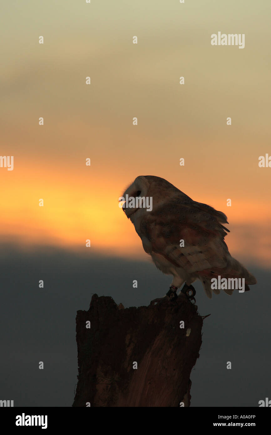 Barn owl silhouette hi-res stock photography and images - Alamy