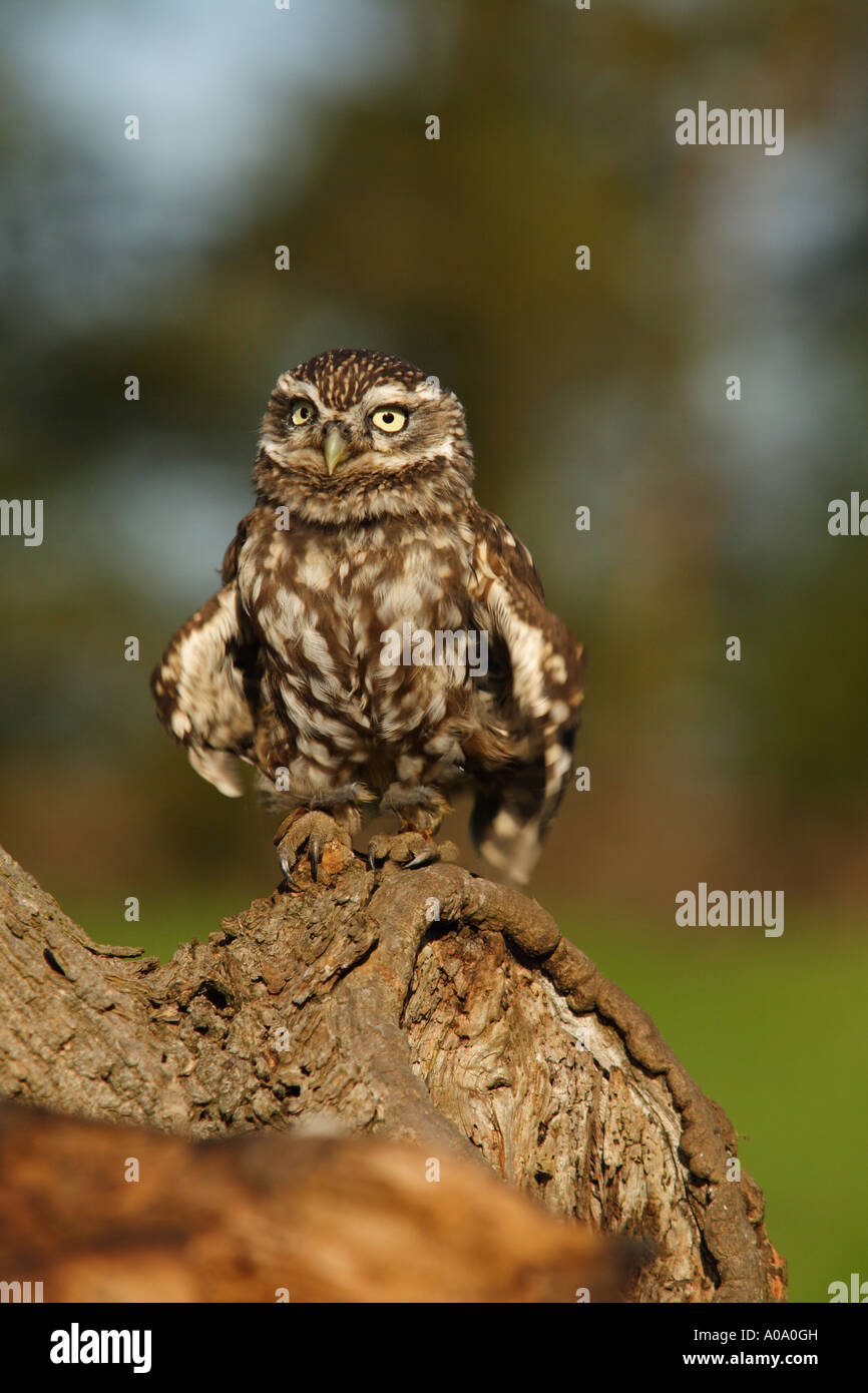 Little Owl Fluffing it’s Feathers, giving it a shake Stock Photo - Alamy