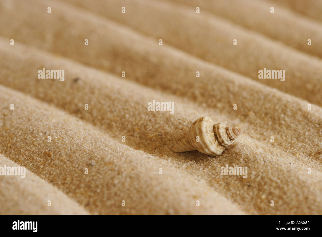 Shell on the Sand Stock Photo - Alamy