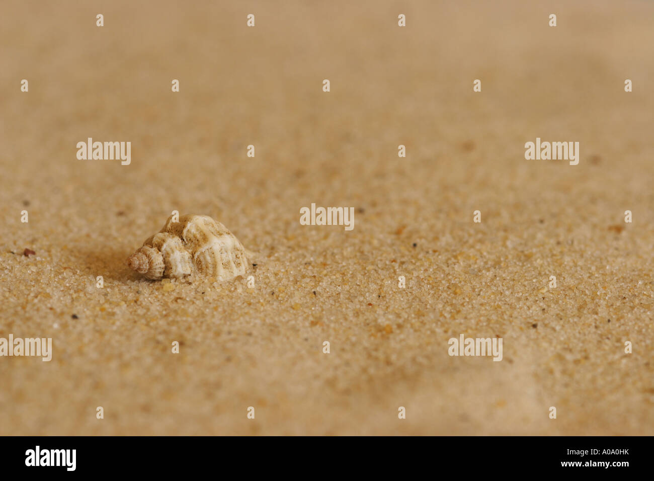 Shell in Sand Stock Photo - Alamy