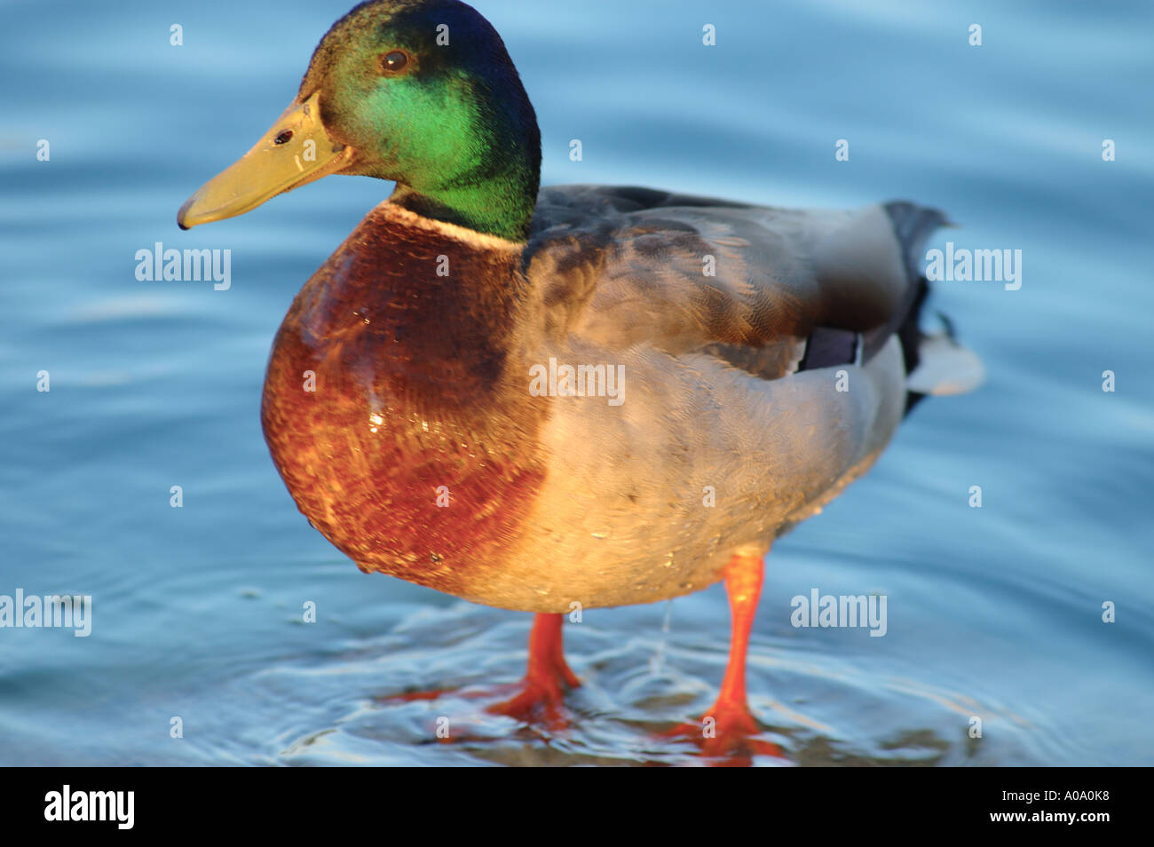 Peking duck and mallard hi-res stock photography and images - Alamy