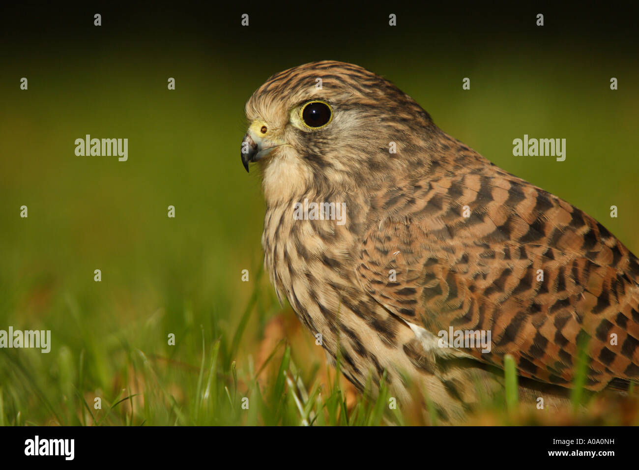 Portrait of a Kestrel 4 Stock Photo - Alamy