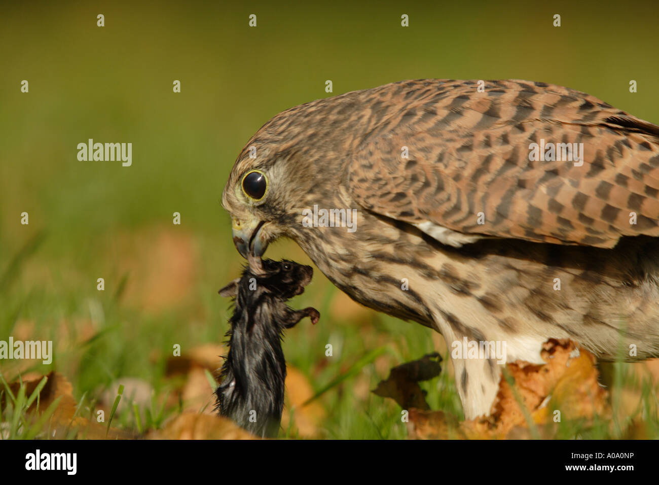 Mantling kestrel hi-res stock photography and images - Alamy