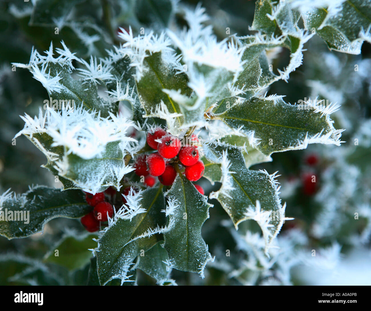 Holly with frost hi-res stock photography and images - Alamy