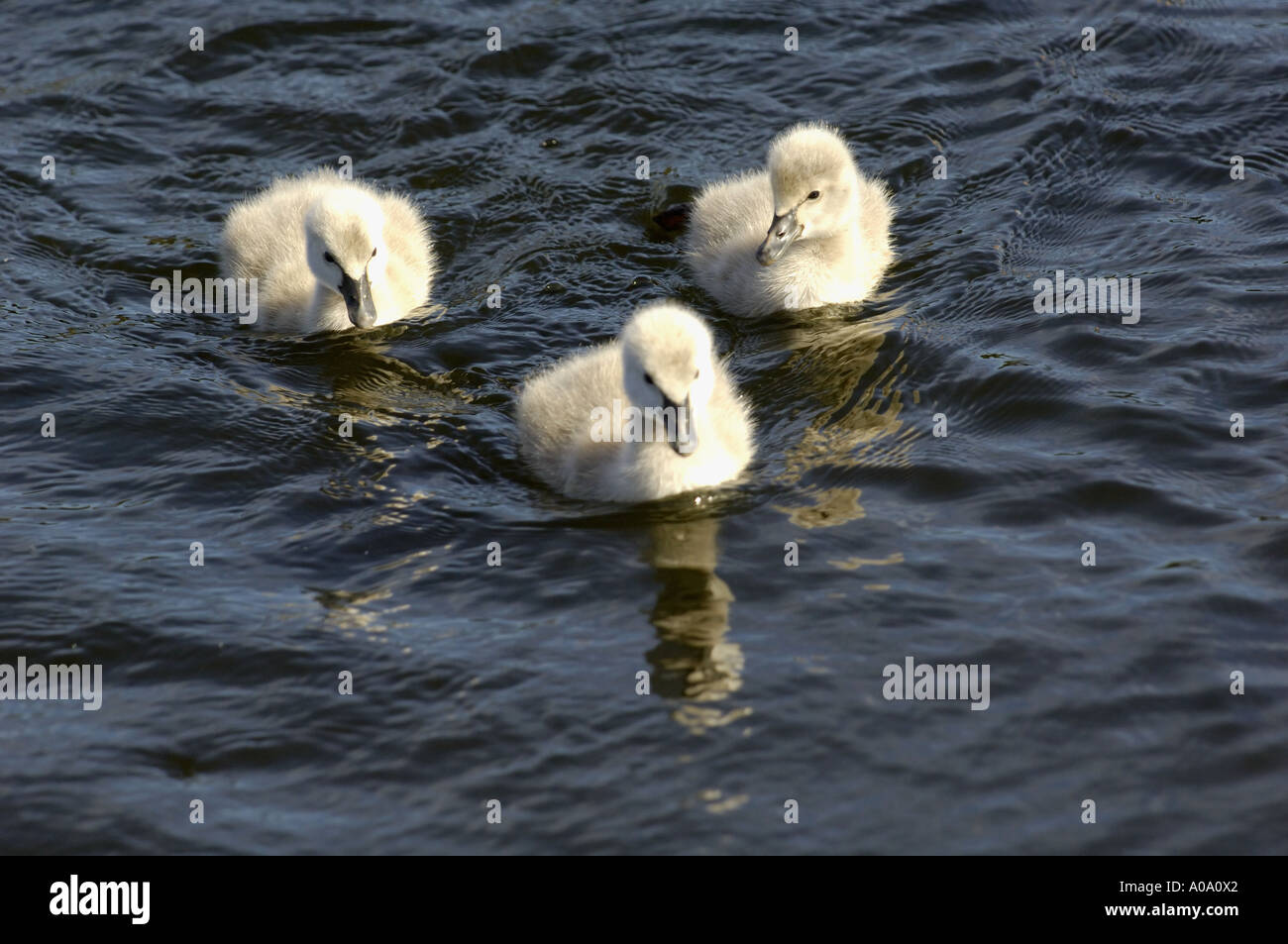 Three signets, young swans in blue water Stock Photo - Alamy