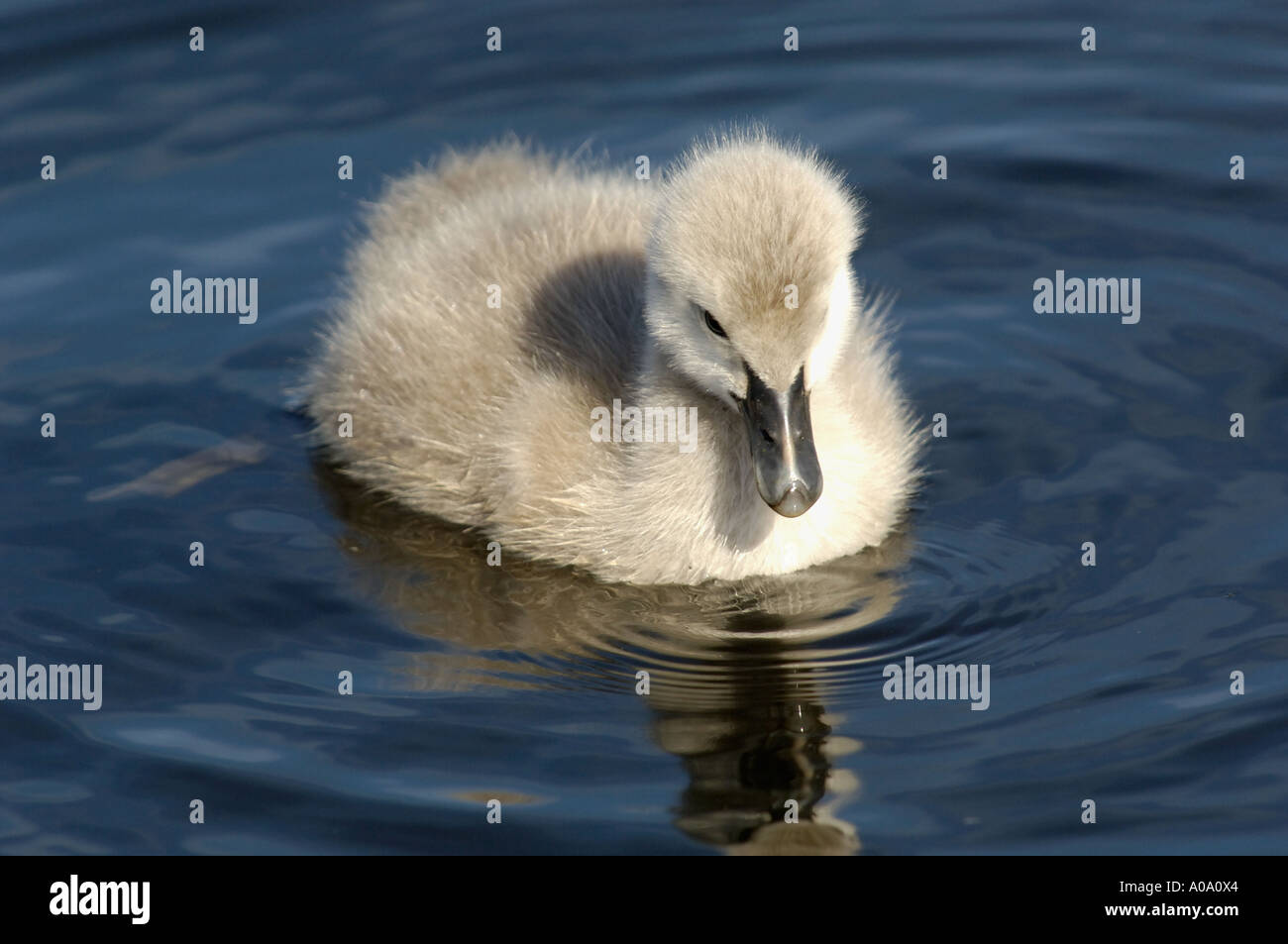 Sad looking swan hi-res stock photography and images - Alamy