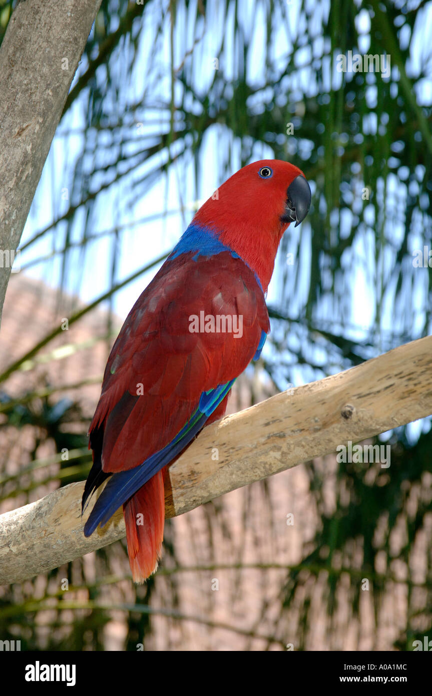 Blue and Red Lorikeet Stock Photo - Alamy