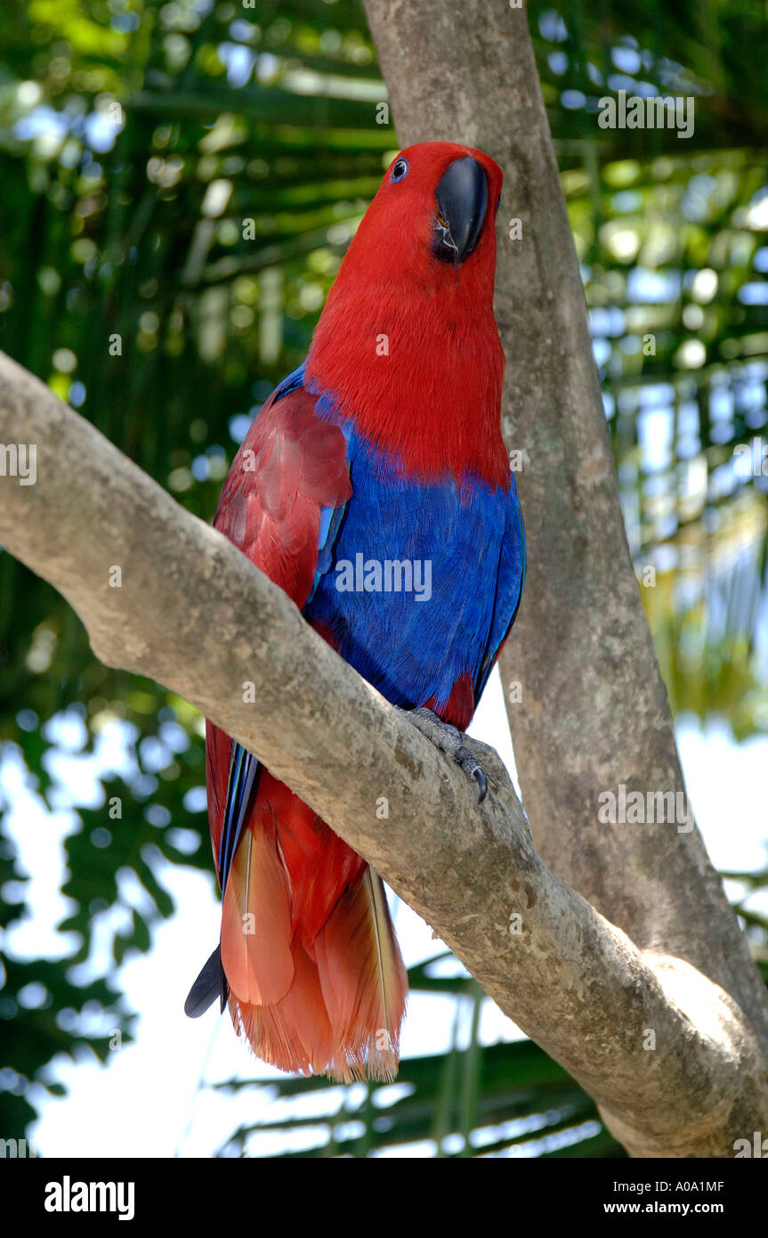 Blue and Red Lorikeet Stock Photo - Alamy