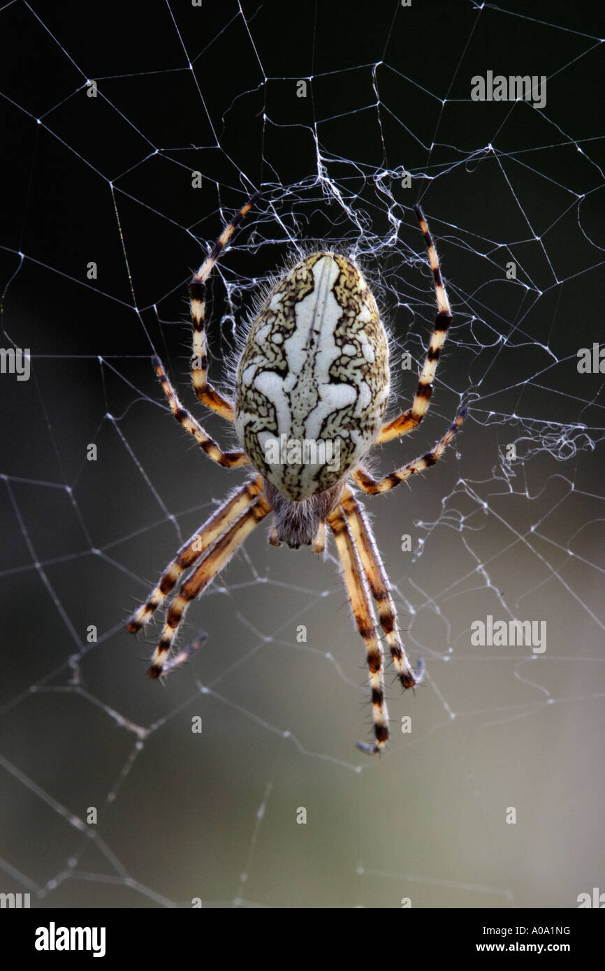 Female oak spider hi-res stock photography and images - Alamy