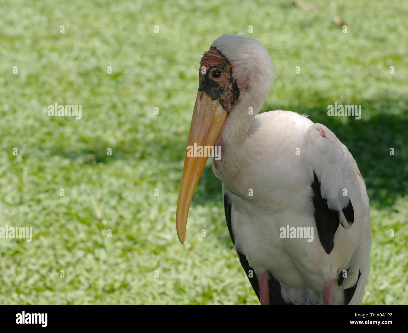 Sad old Pelican Stock Photo - Alamy