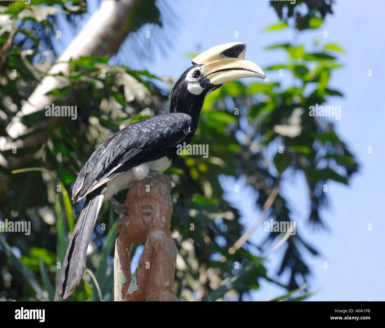 Malaysia toucan hi-res stock photography and images - Alamy