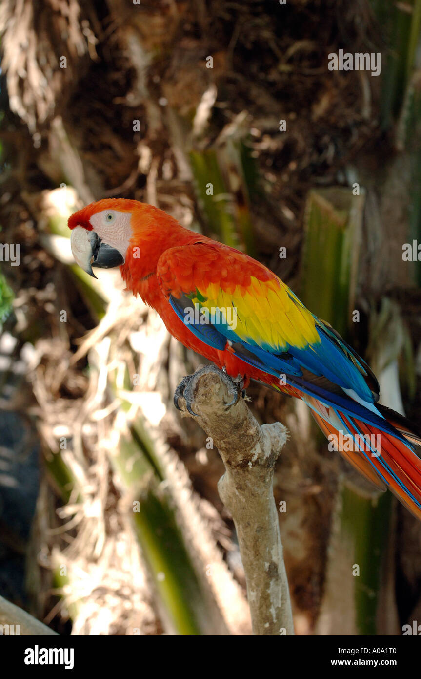 Curious multi coloured bird hi-res stock photography and images - Alamy