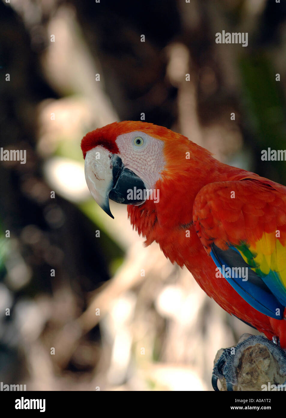 Curious multi coloured bird hi-res stock photography and images - Alamy