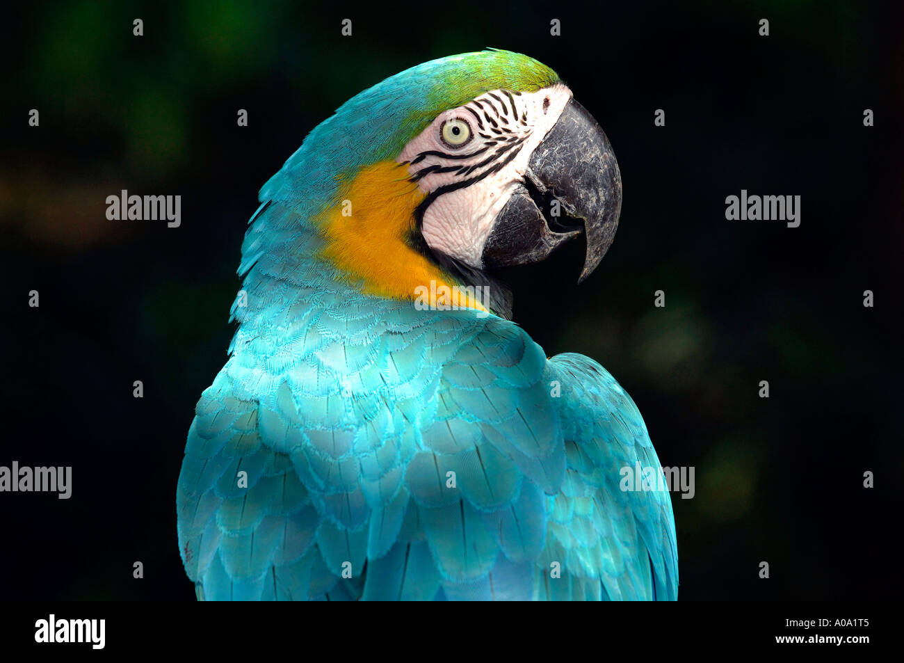 Beautiful blue and yellow macaw parrot head and shoulders Stock Photo ...