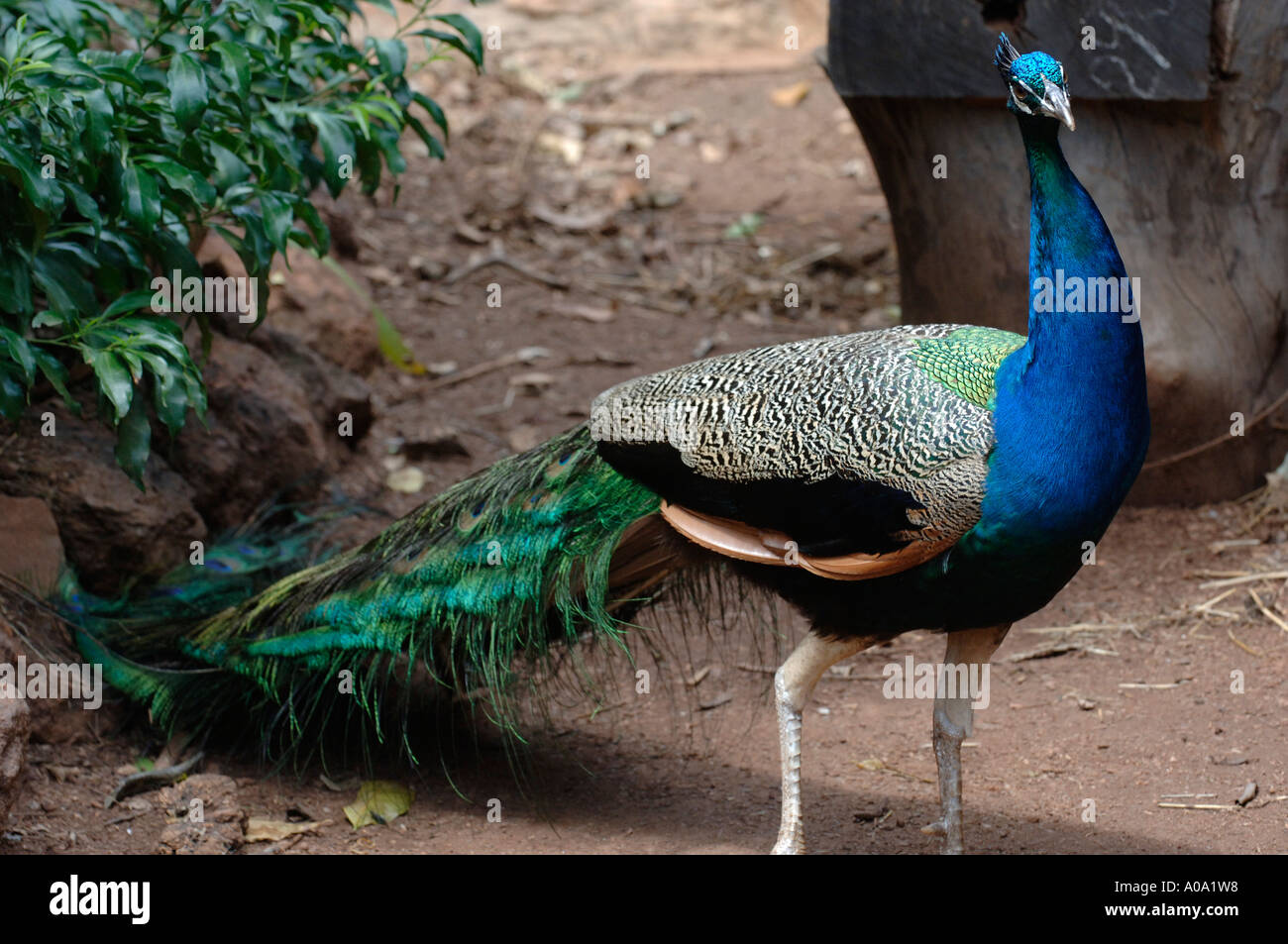 Peacock staring hi-res stock photography and images - Alamy