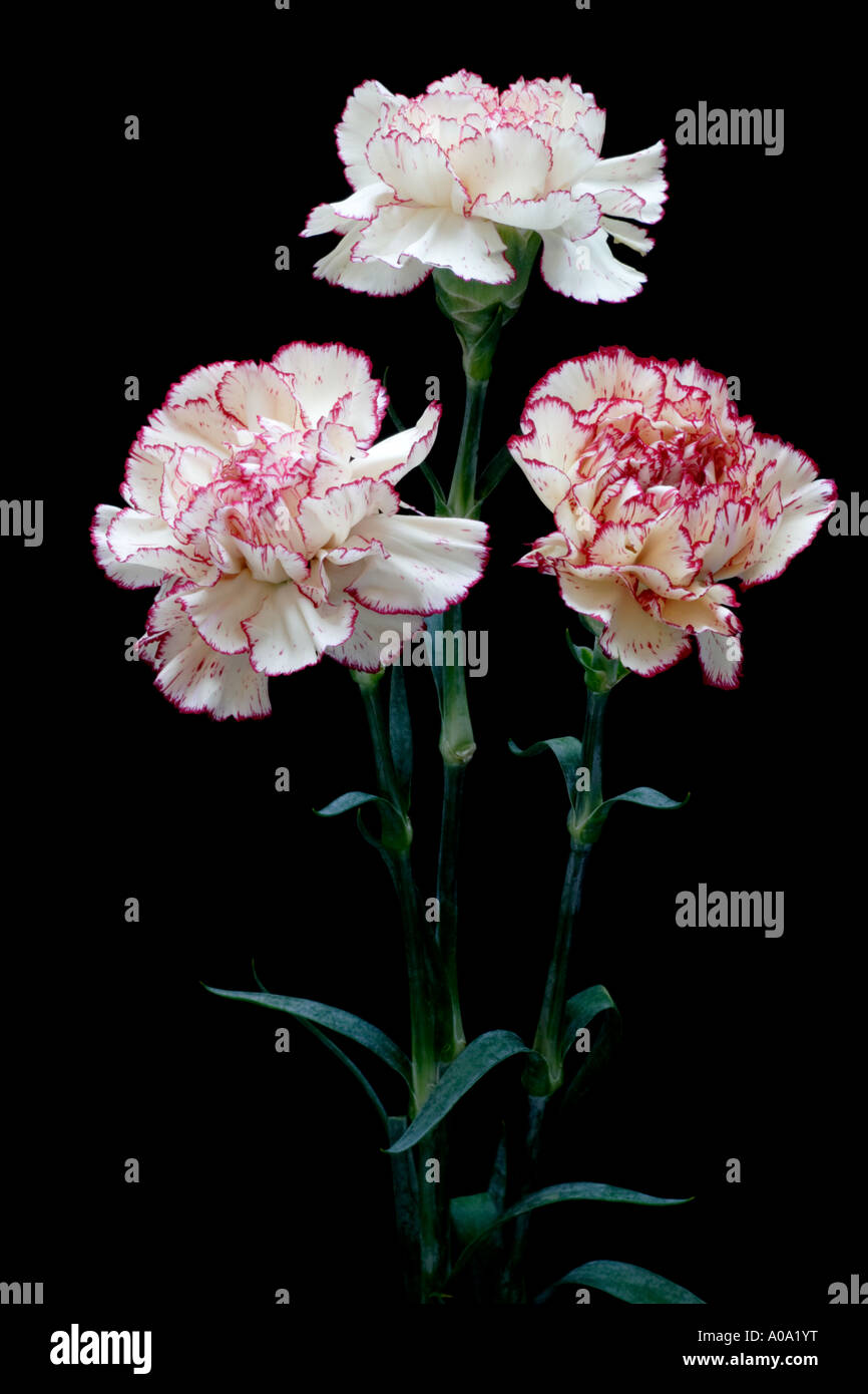 Three pink and white florist carnations on black background Stock Photo ...