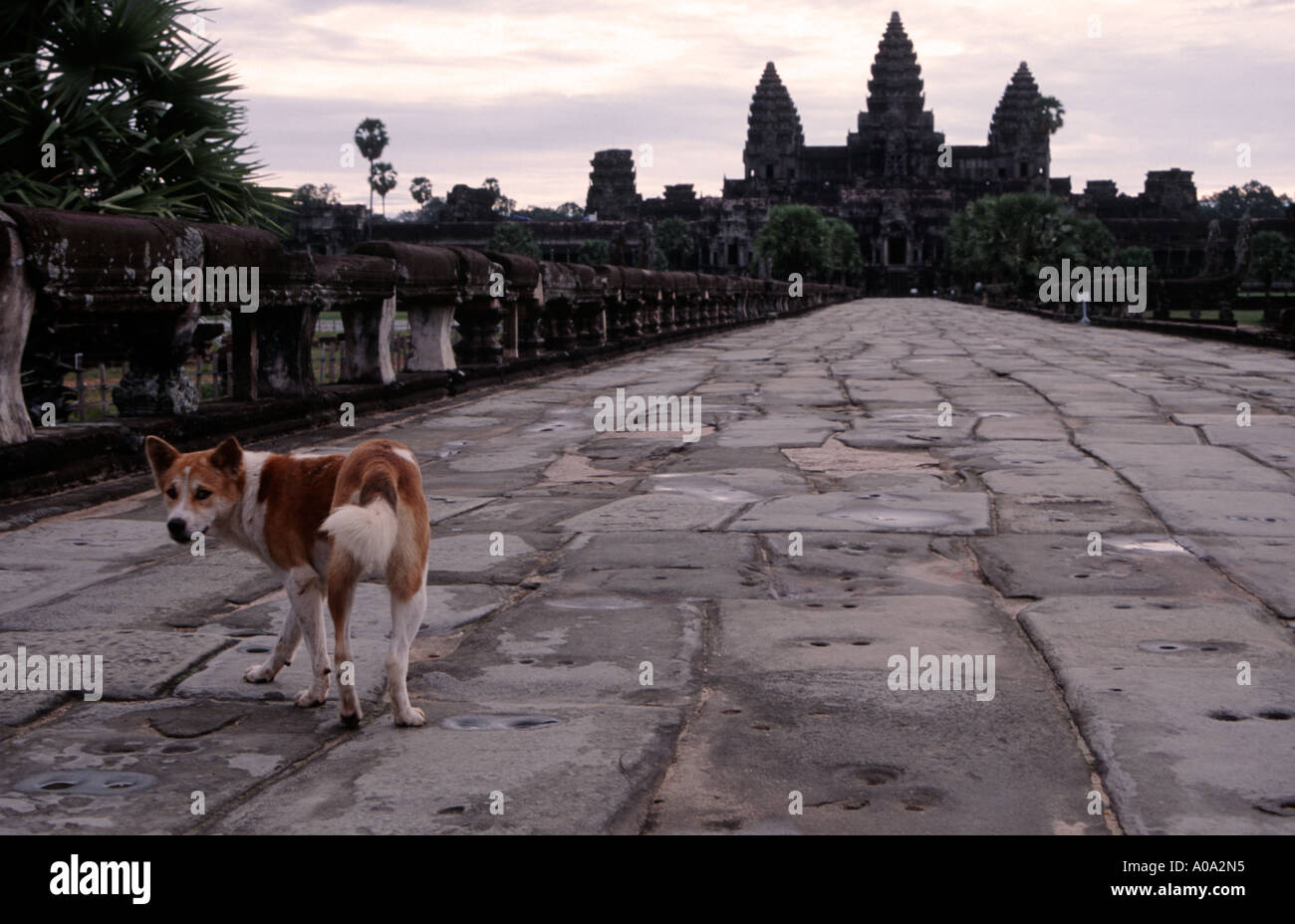 Dog at Angkor Wat Cambodia Stock Photo - Alamy
