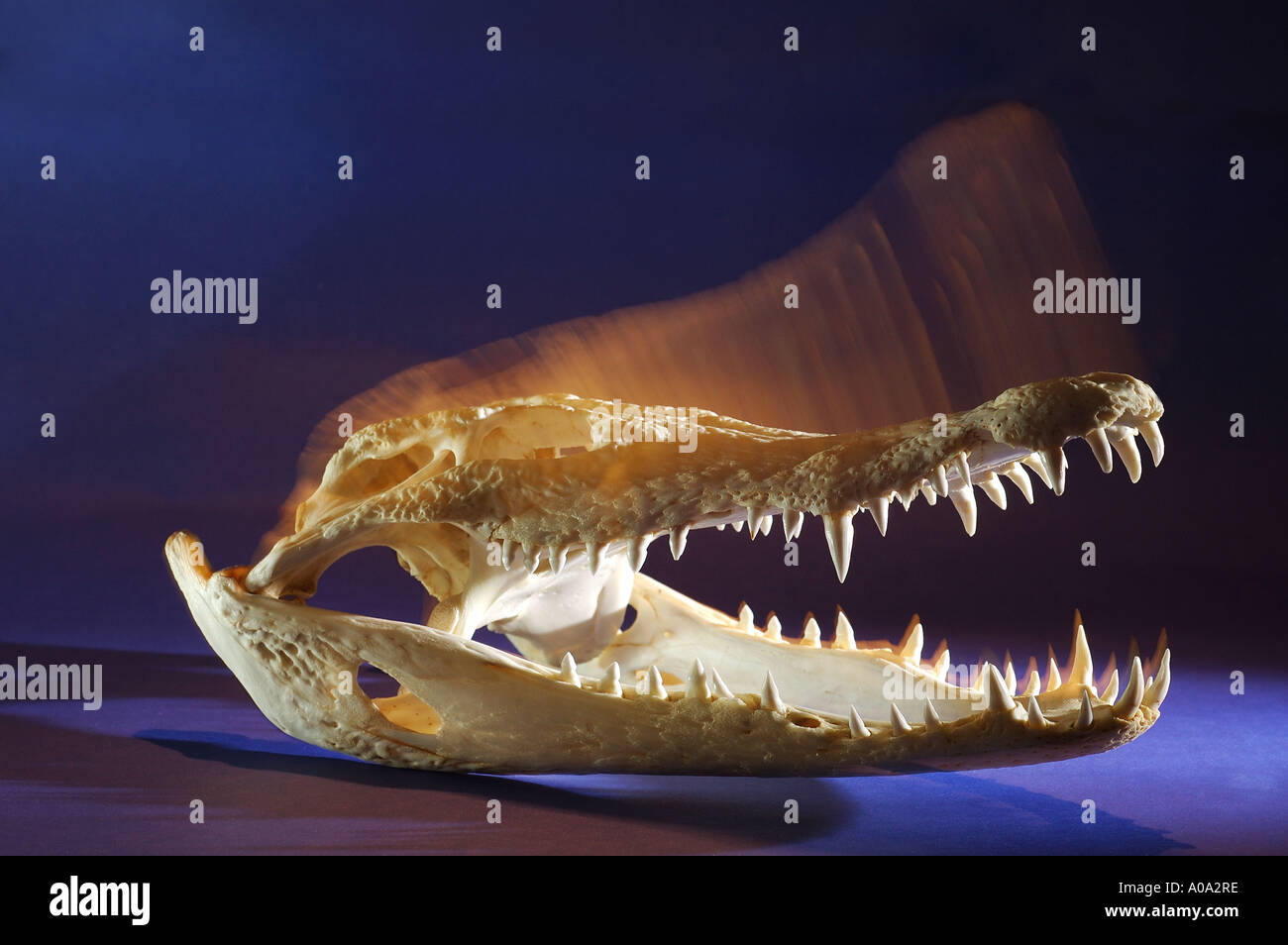 Alligator bones hi-res stock photography and images - Alamy