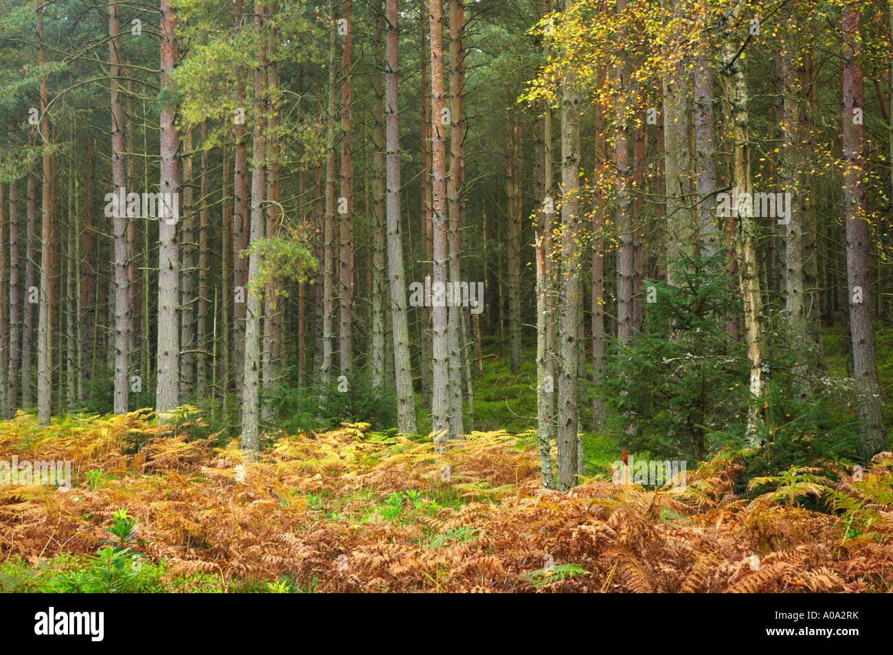 England Northumberland Northumberland National Park An autumnal view of ...