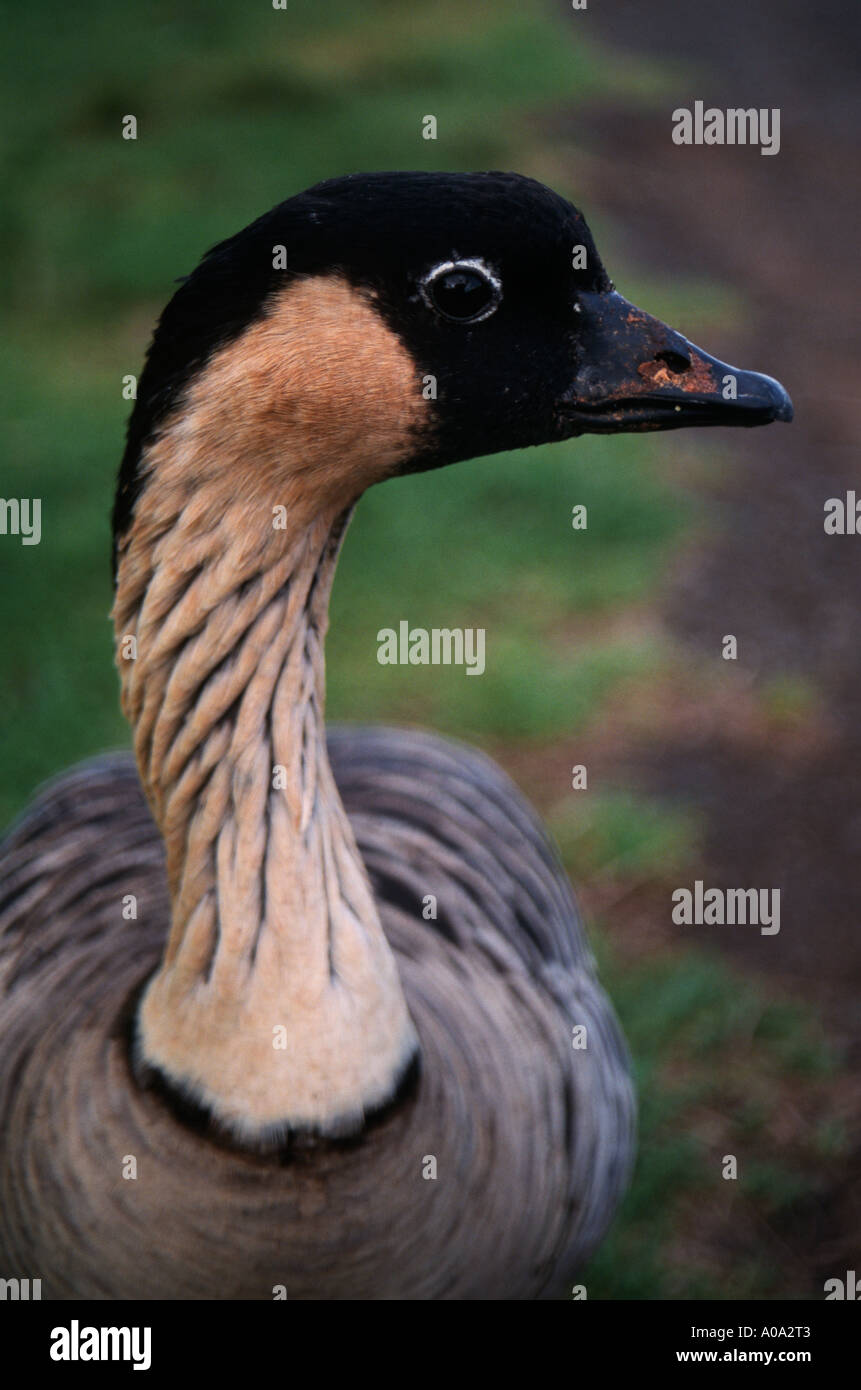 Nene goose the Hawaii State bird Stock Photo - Alamy