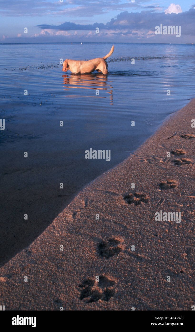 Labrador retriever on the beach at sunset Grand Cayman BWI Stock Photo ...