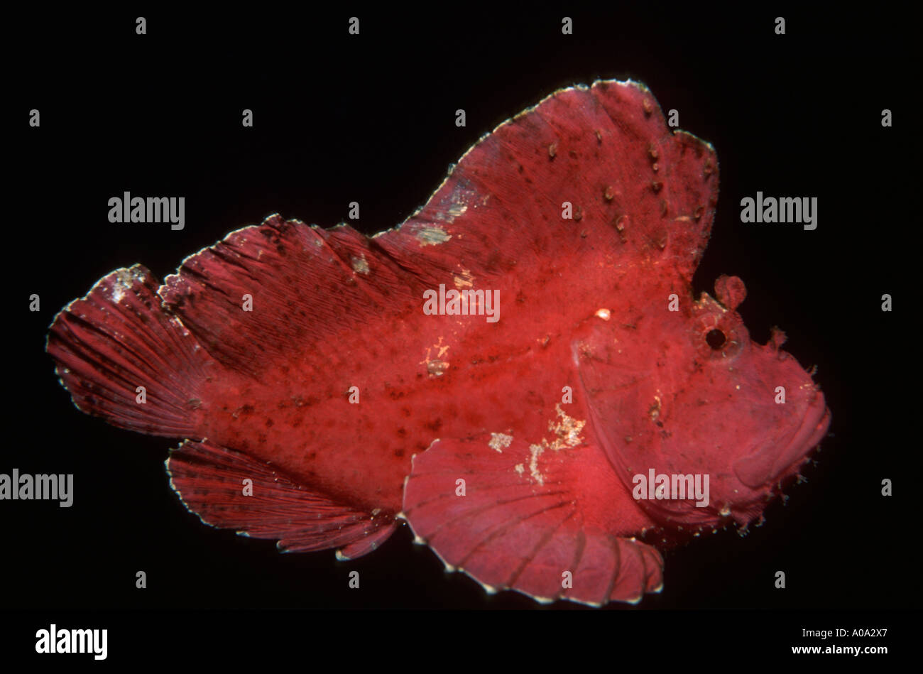 Pink scorpion fish reef hi-res stock photography and images - Alamy