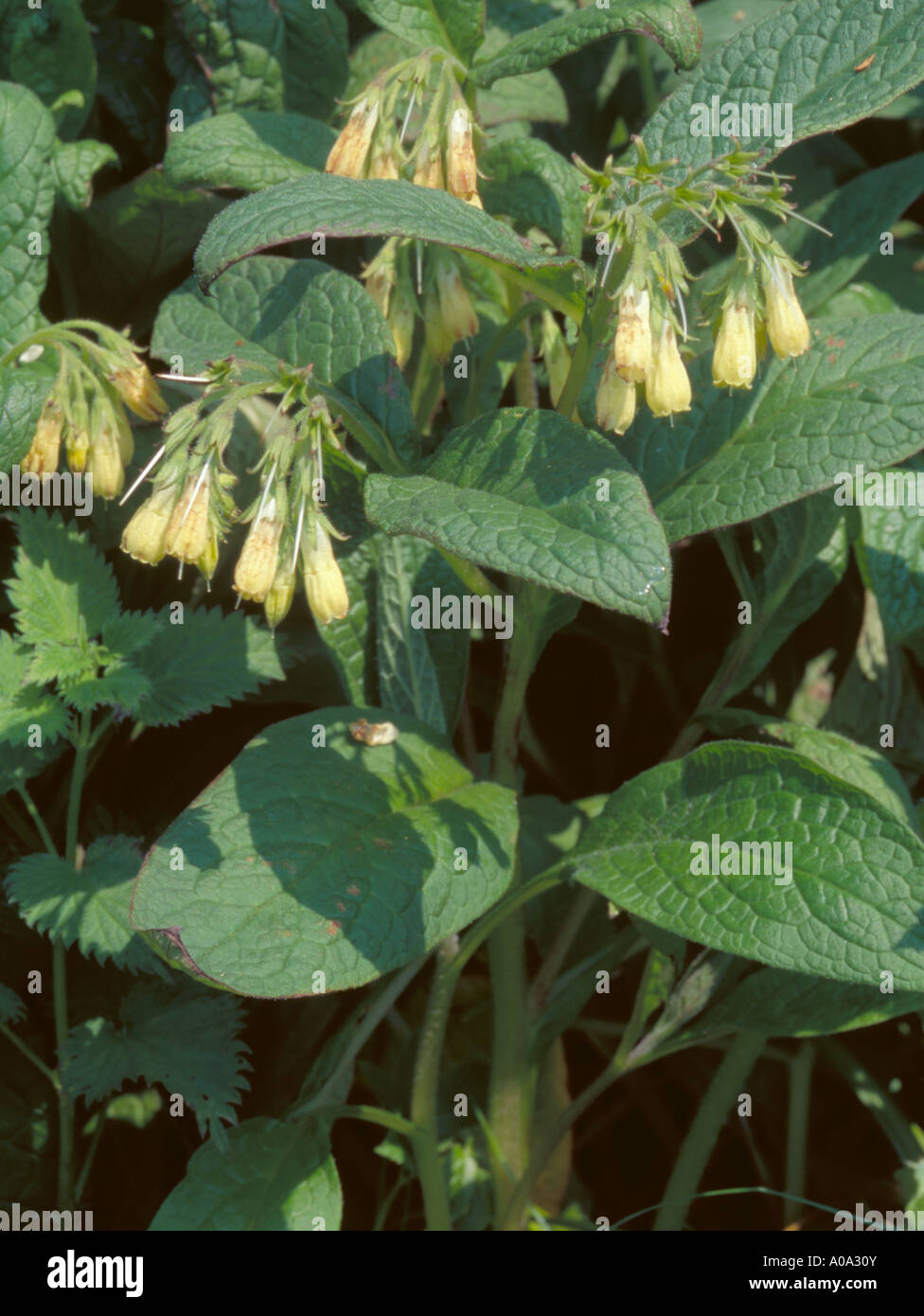 Common Comfrey (Symphytum officinale), Borage family; Boraginaceae ...