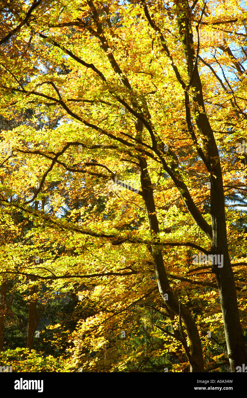 England Northumberland Cragside Gardens Estate The autumn colours of ...