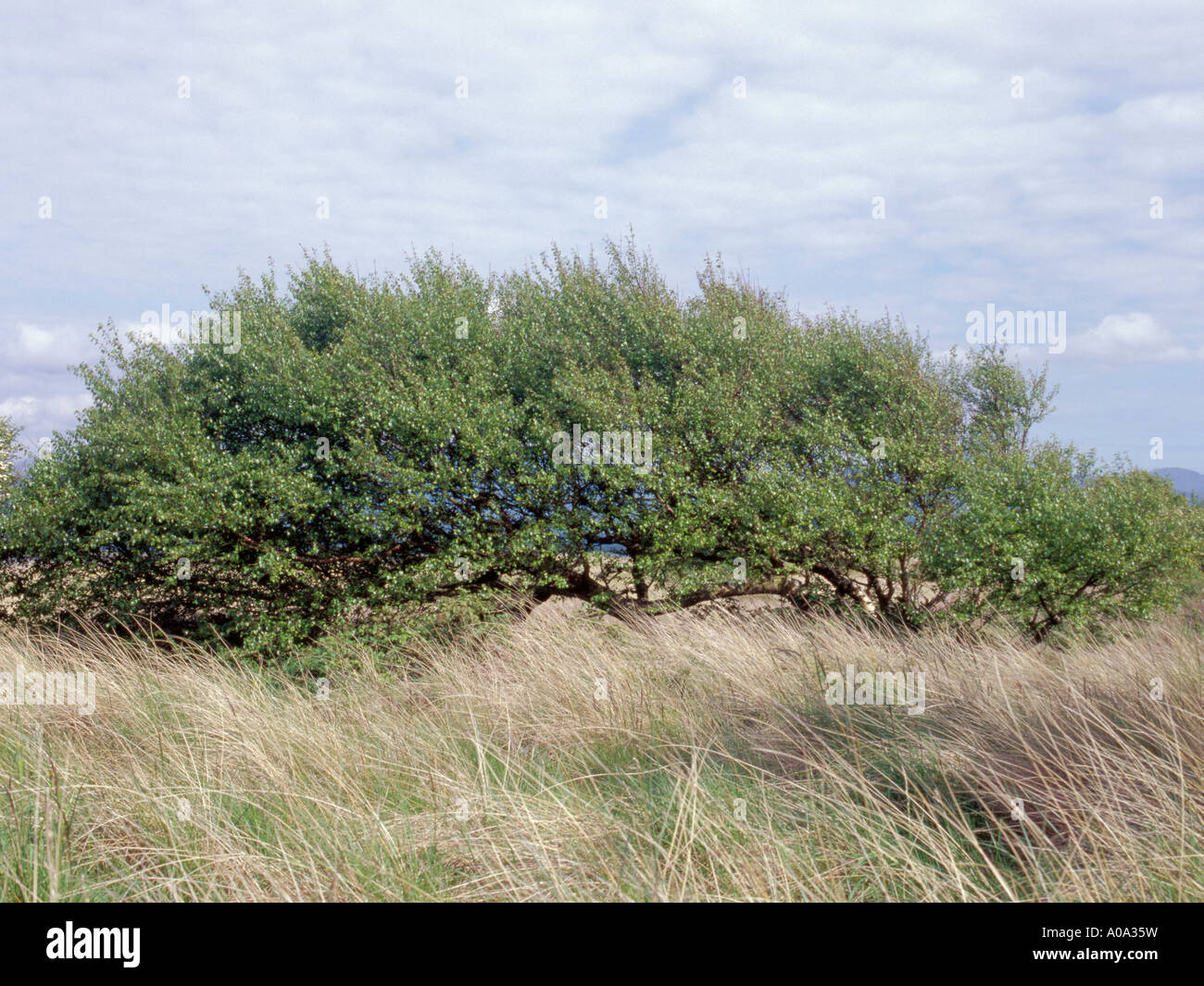 Tree deformed by the wind; Silver Birch (Betula pendula) growing almost ...