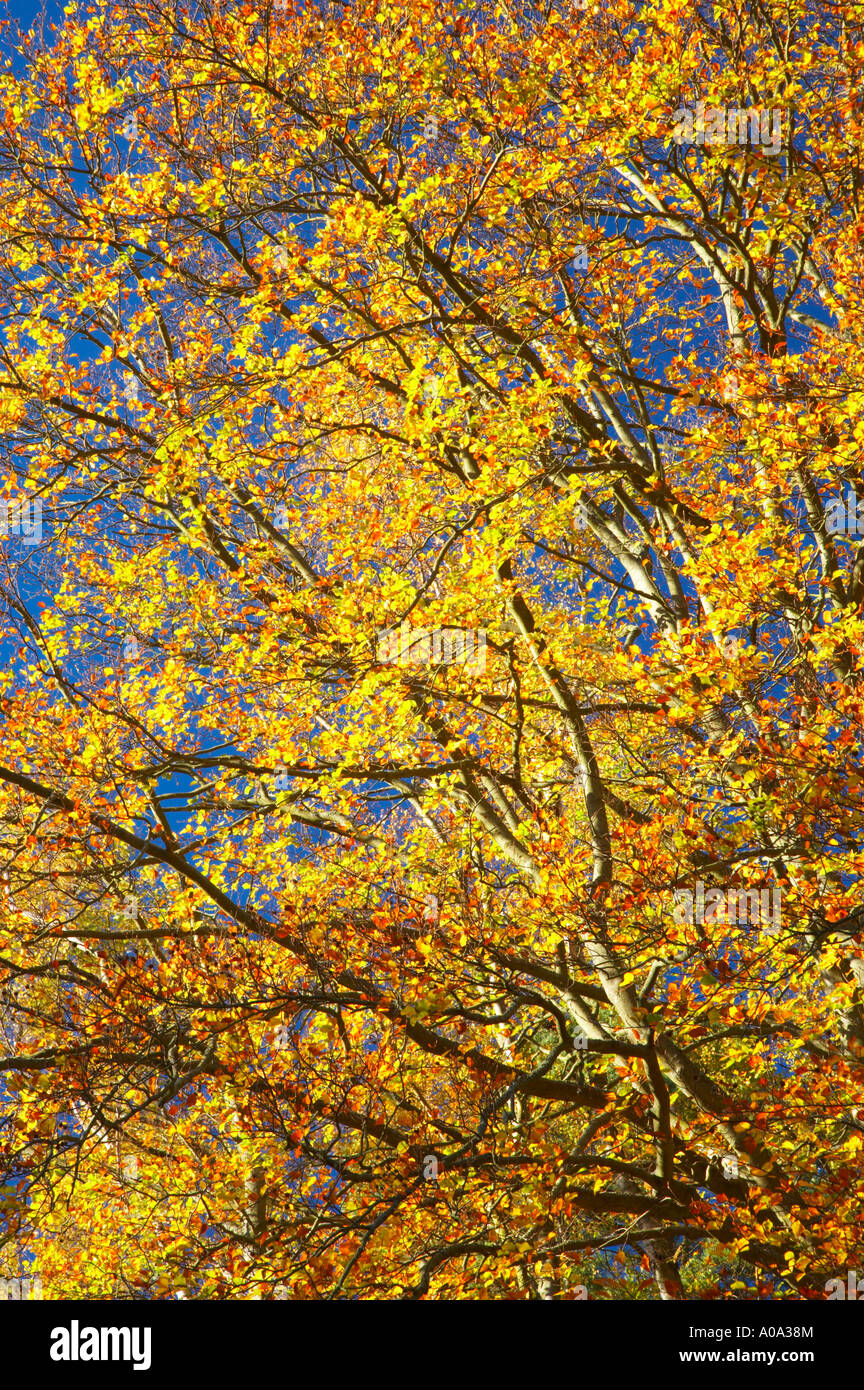 England Nortumberland Cragside Gardens Estate The autumn colours of ...