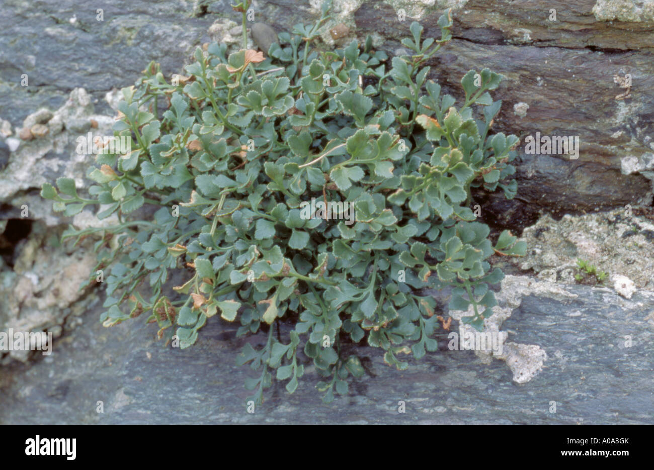 Wall rue (Asplenium ruta-muraria Stock Photo - Alamy