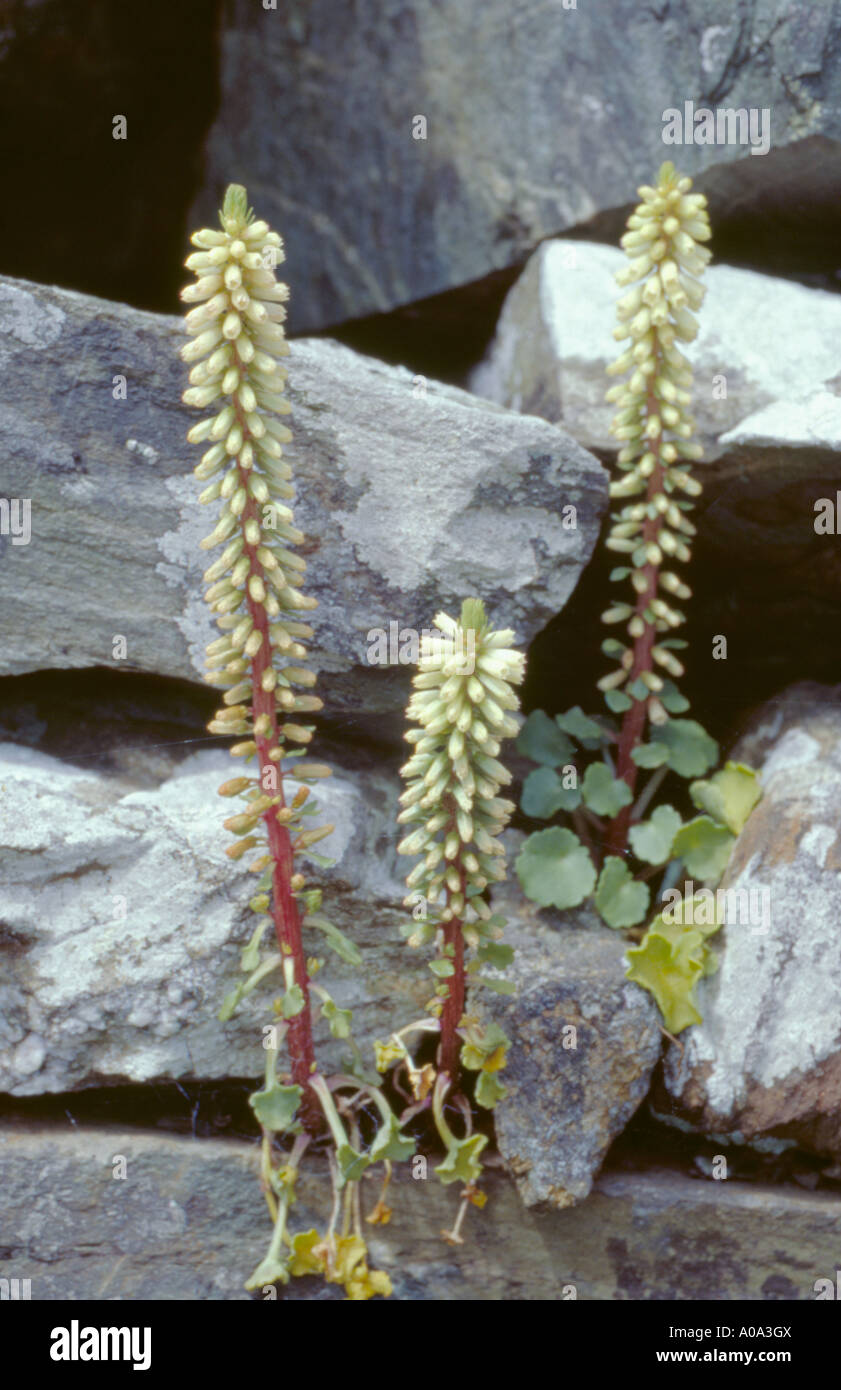Navelwort or Pennywort (Umbilicus rupestris), in flower on a dry stone ...