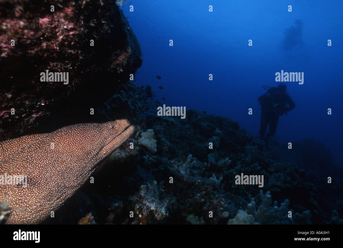 A white mouth moray eel and a scuba diver Kona Hawaii Stock Photo - Alamy